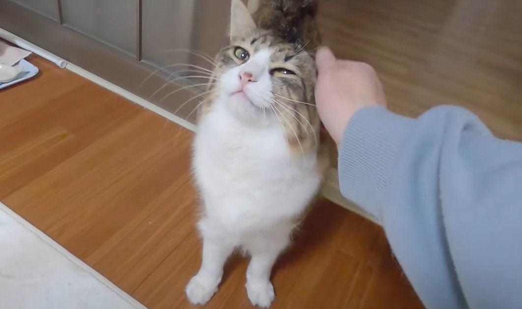 飼い主への返事で『はい』と言う猫、お喋り上手な姿に1万8000再生「本当に言ってる」「もうメロメロに」悶絶の声続出 | ねこちゃんホンポ