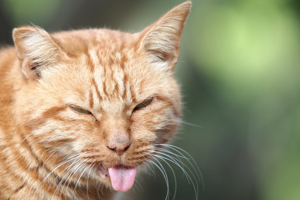 瀕死の状態から撮影モデルへ 野良猫が手にした「アメリカンドリーム」 米国 | ねこちゃんホンポ