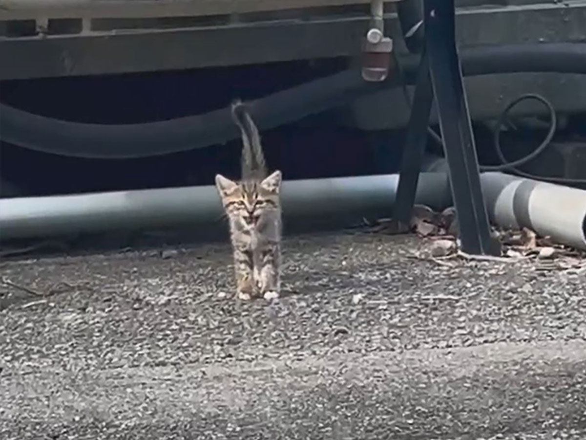 『キャンプ場に捨てられた2匹の子猫』保護して1ヶ月…幸せな光景に『涙が止まらない』と28万再生「幸せにね〜」「運命的な出会いだ！」 | ねこ ...