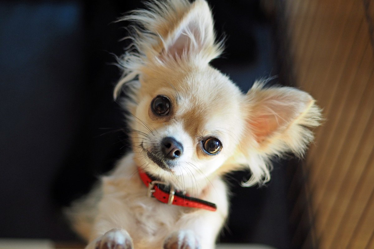 犬が『他人に興味を示す』4つの心理 飼い主以外にフレンドリーな態度をする理由とは | わんちゃんホンポ