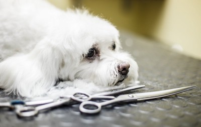 犬の『ヒゲ』にやってはいけない絶対NG行為4選 カットしても問題ないの？ヒゲの重要な役割まで解説 | Cube ニュース